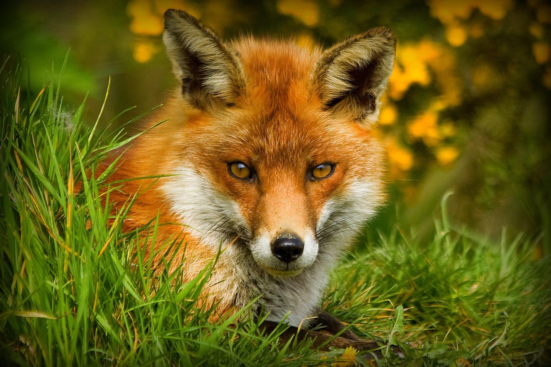 Tiere statt historischer Persönlichkeiten auf britischen Pfund