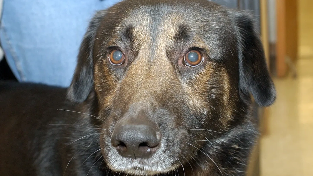 8 senior dogs finding love and stability