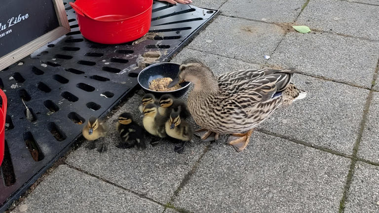Beloved duck duo brings growing family back to favourite local pub