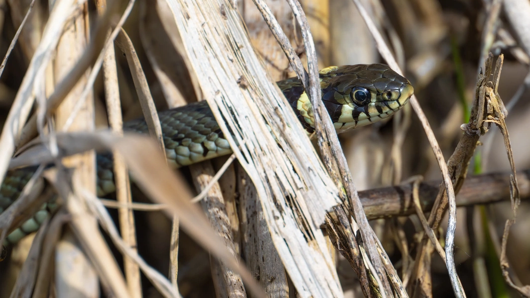 15 plants that can attract snakes to your yard