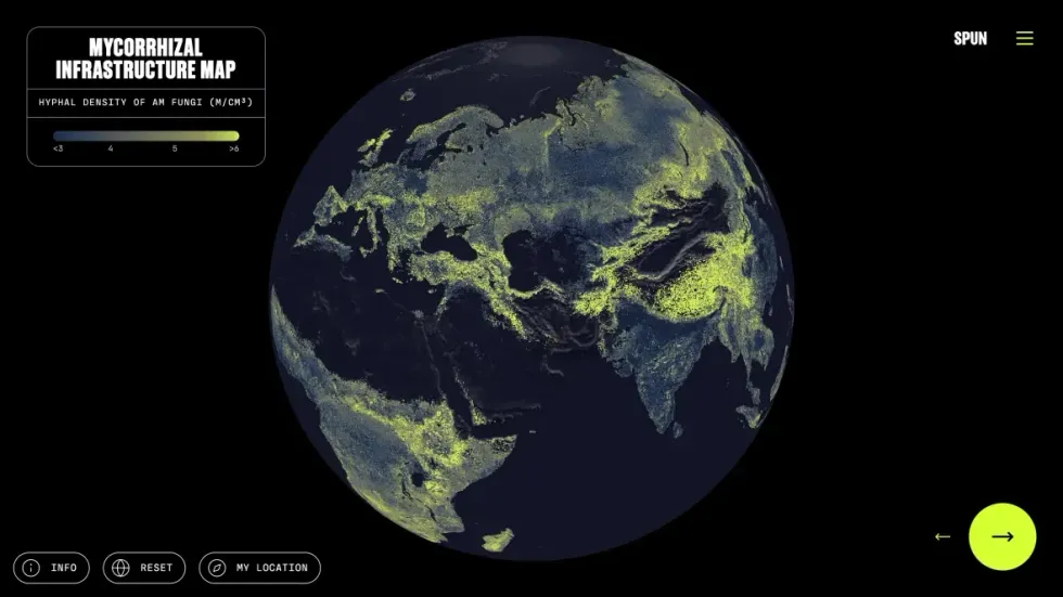 Scientists uncover fungus network 700 million times distance between ...