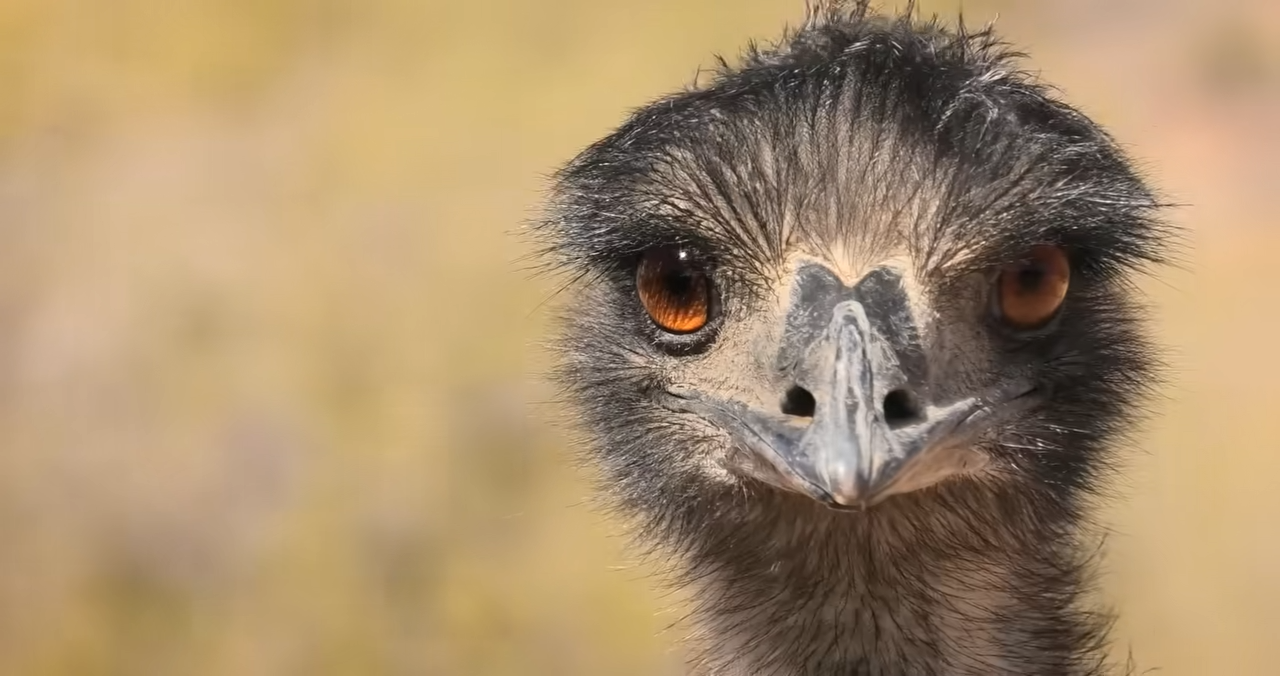 The day 20,000 birds defeated an army