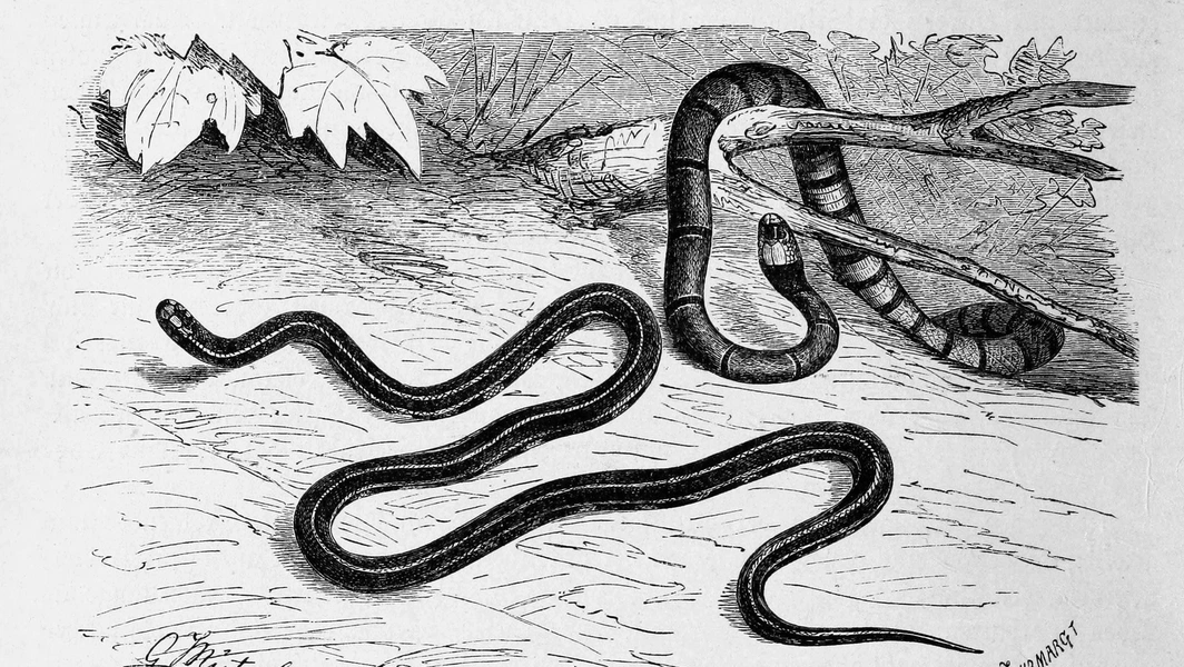 Malaysian blue coral snake: Biology, venom, and conservation