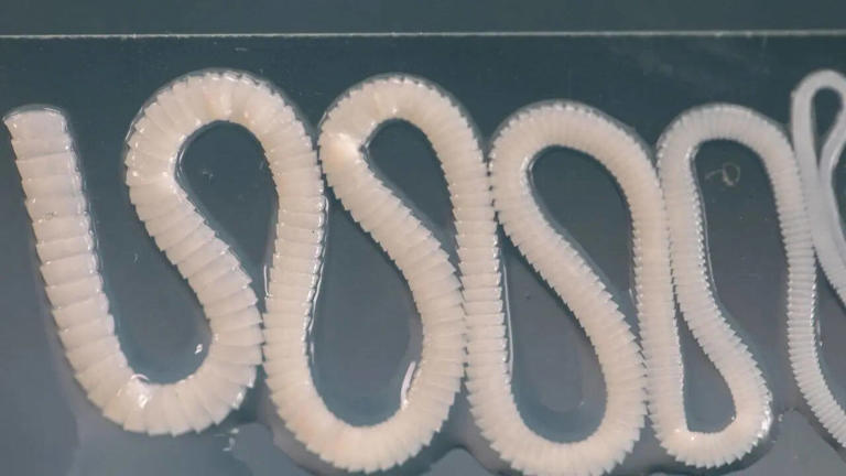 A rare, dangerous parasite is spreading fast across North America in ...