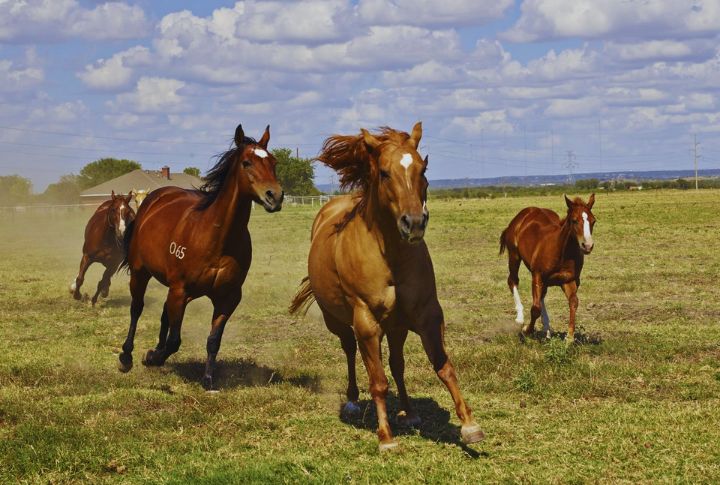 Which horses represent the spirit of Wyoming ranches?