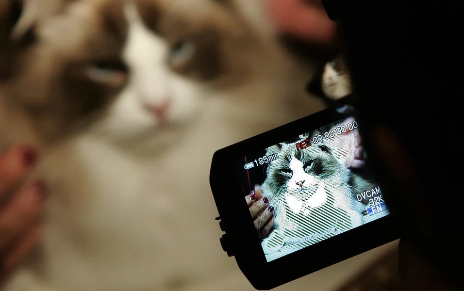 Why your cat loves Cat TV and how to use it