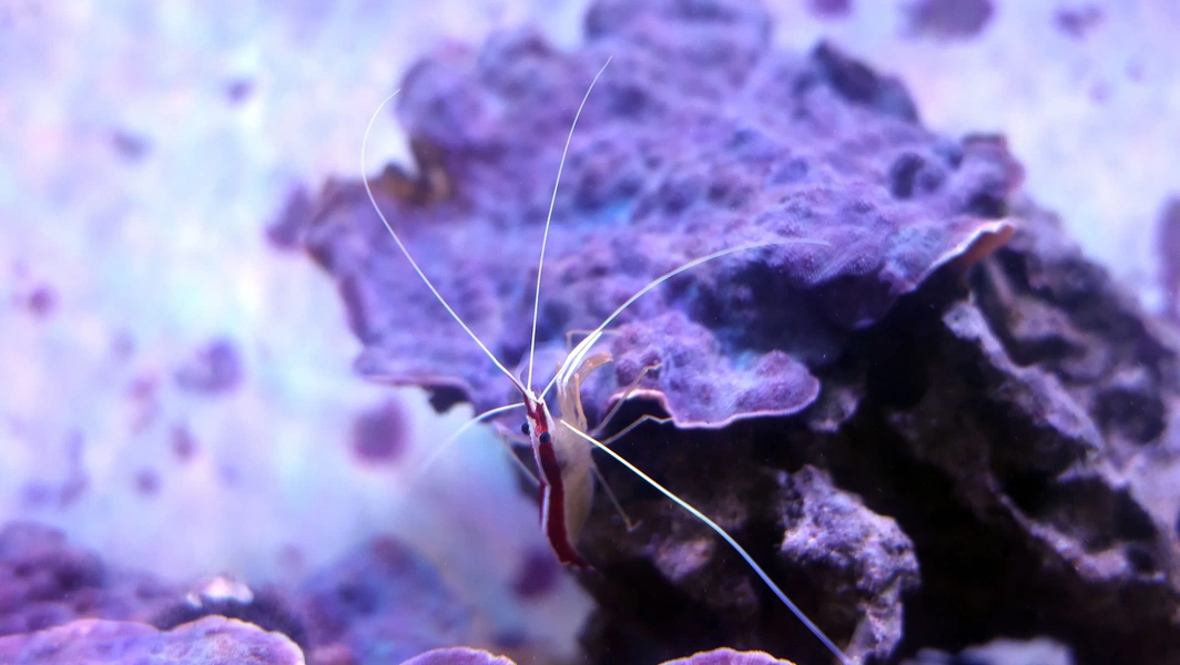 6 fascinating aquarium invertebrates and amphibians