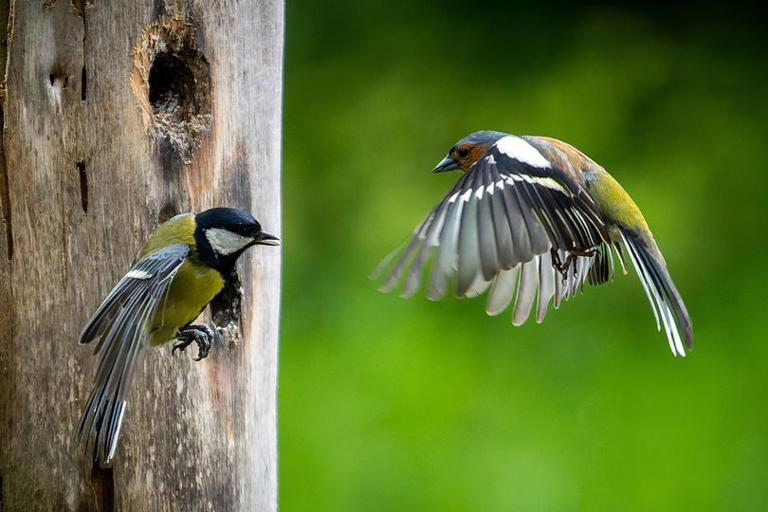Dramatic mid-air bird clashes captured in stunning Lancashire photos