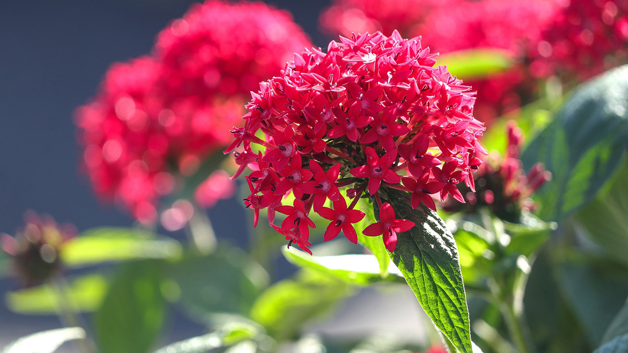 Red white blue flowers that pollinators love now