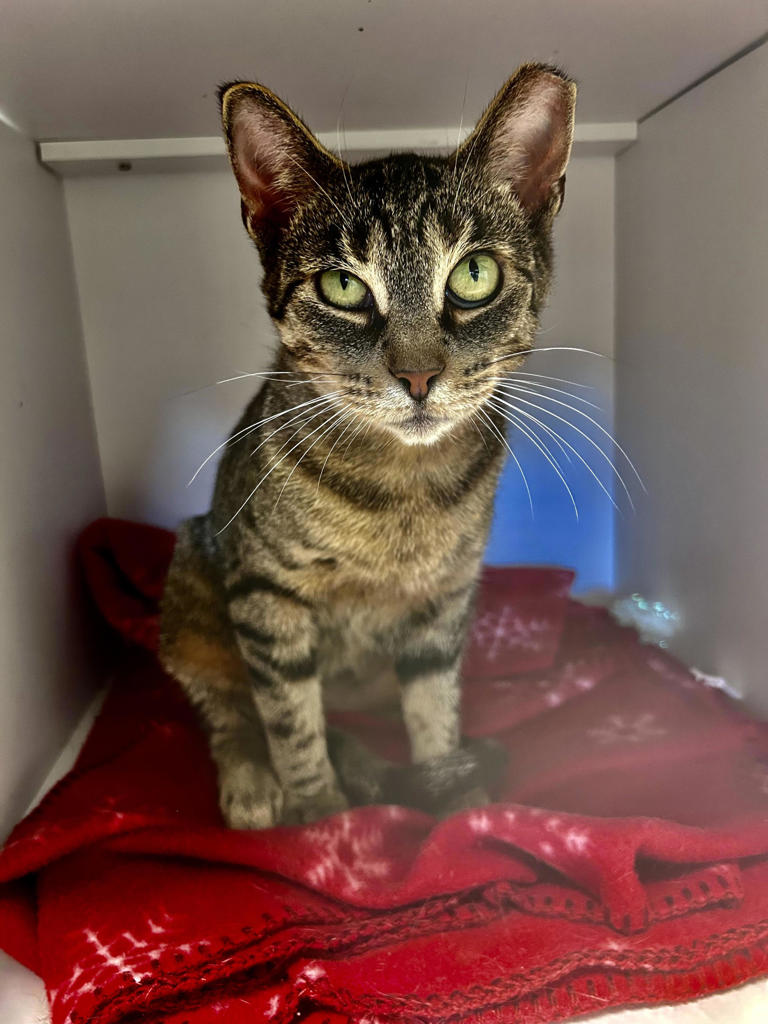 Furry Friday: Artemis, Beau and Sassafras