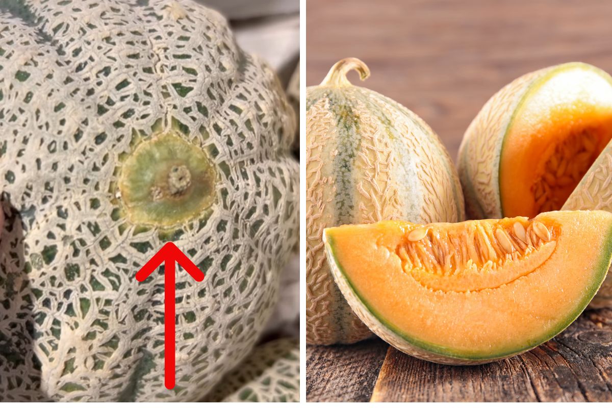 L’agronomo svela il trucco infallibile per scegliere un melone maturo ...