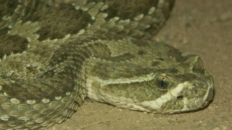 8 snake-filled waters in South Dakota that are known for frequent snake ...