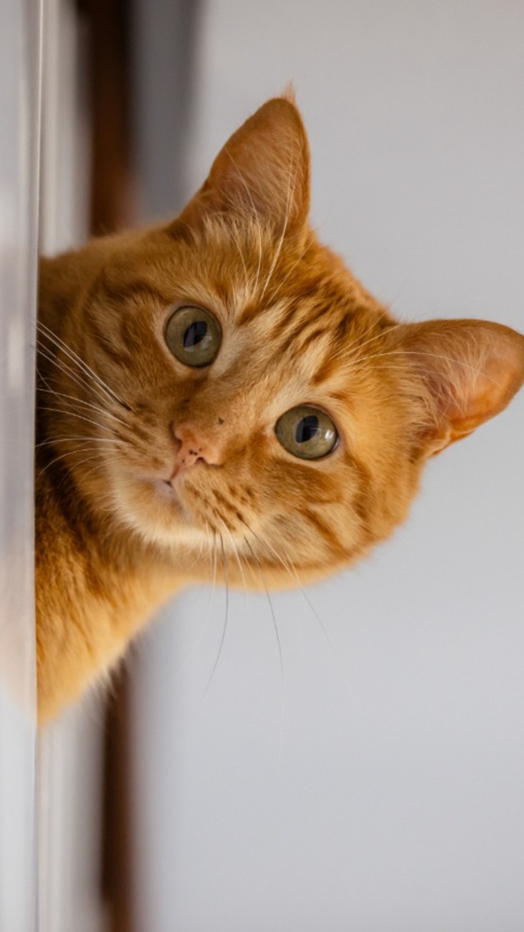 The surprising differences between boy and girl cats