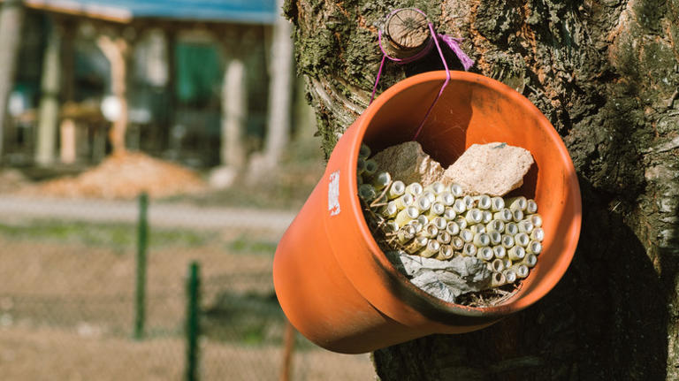 How to repurpose empty nursery pots to fill your garden with pollinators