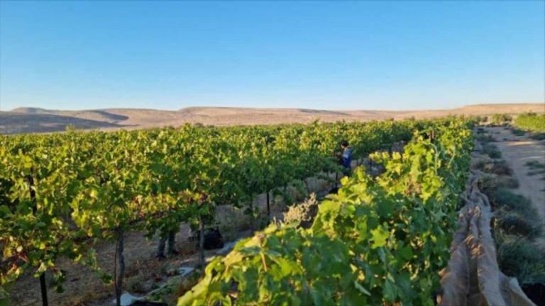 El vino que nace en el desierto: el Negev entra en la élite mundial de ...