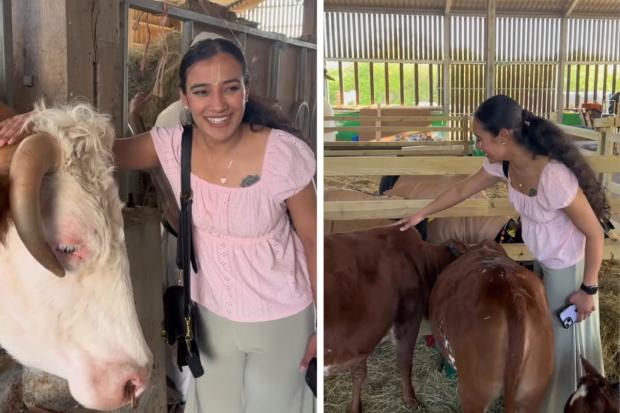 Hertfordshire cow sanctuary near Watford hailed 'must-visit' in ...