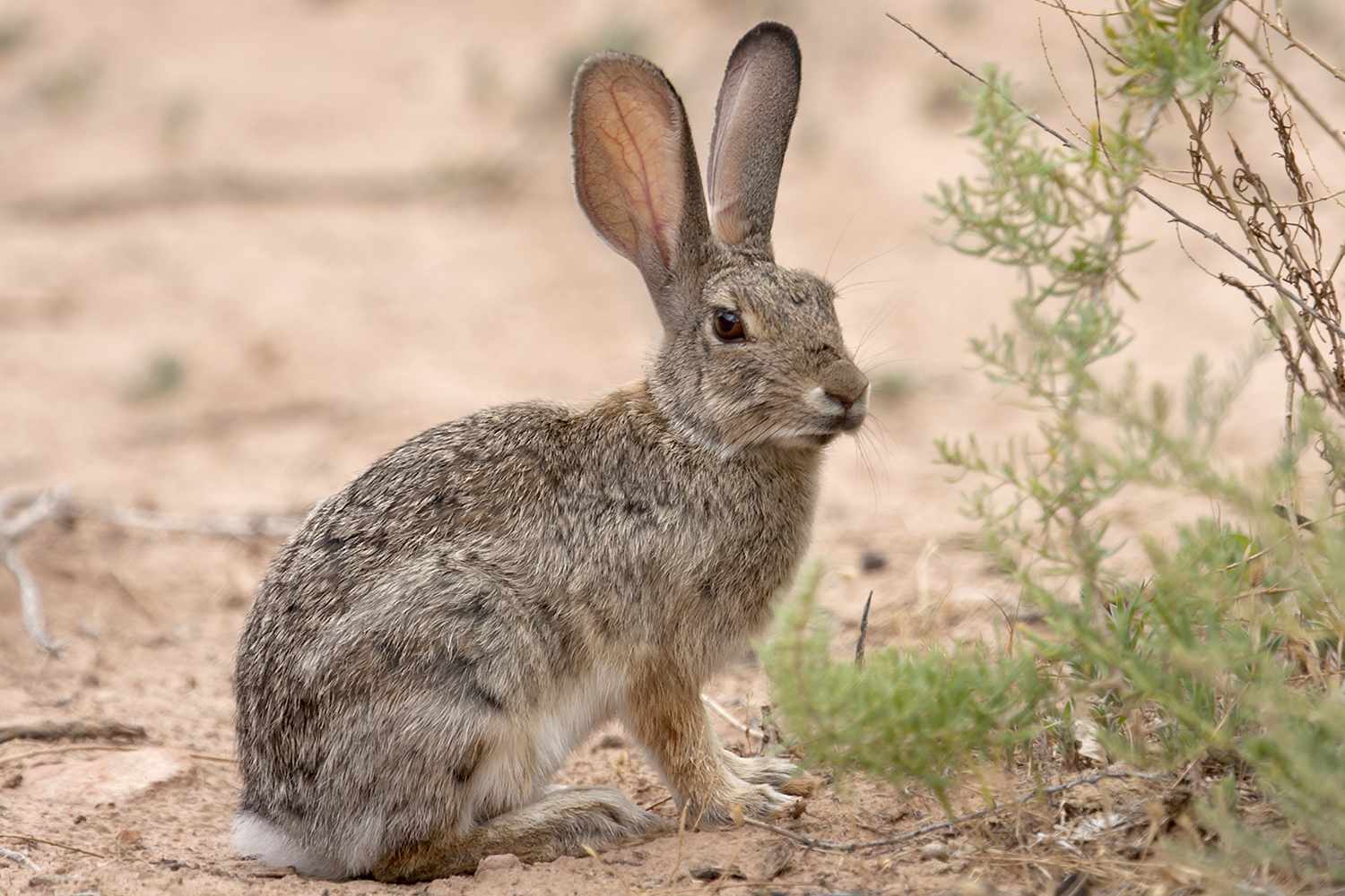 Rare 'rabbit fever' that causes vomiting and chills in humans detected ...