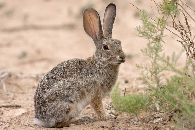 Rare 'rabbit fever' that causes vomiting and chills in humans detected ...