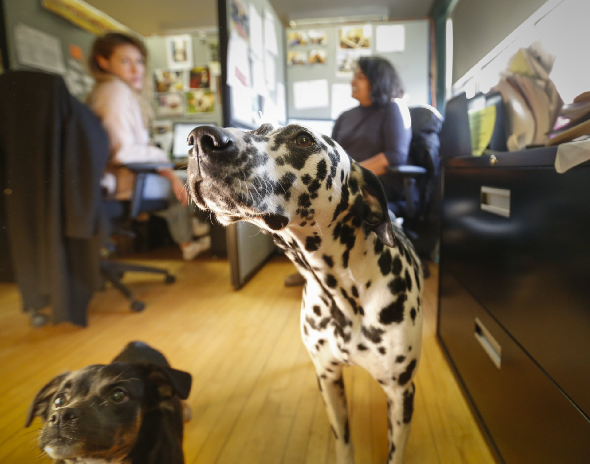 These are the hardest dog breeds to train