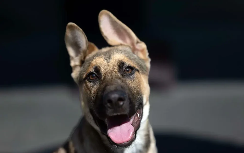 German shepherd ranks sixth in 2026 dog breed popularity list