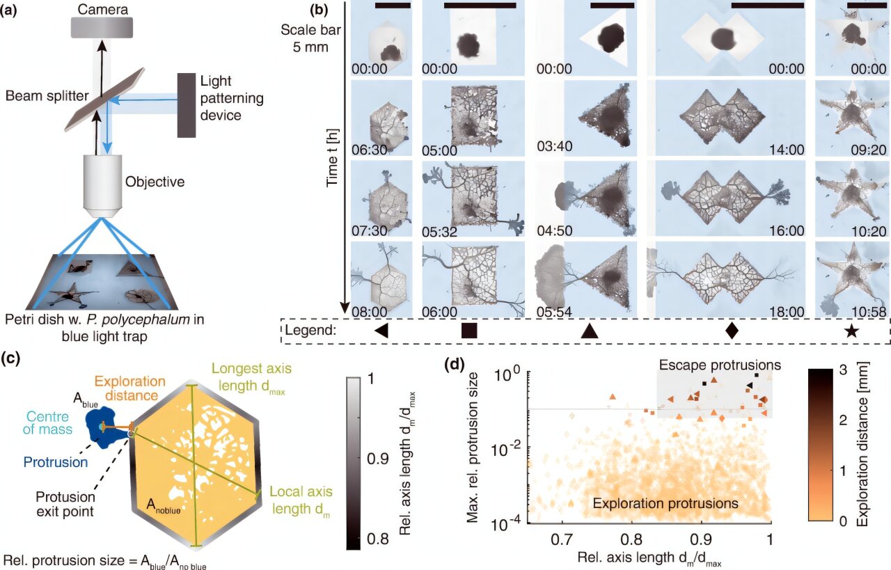 Slime molds make decisions using internal fluid flows