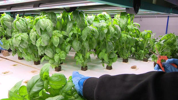 Urban Assembly Maker Academy's Teens for Food Justice hydroponic farm ...