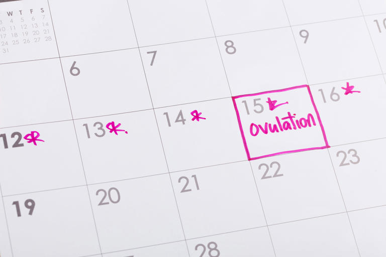 The best ovulation test strips and kits to buy today