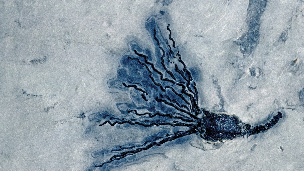 Fossils reveal Utah’s ancient life and landscapes