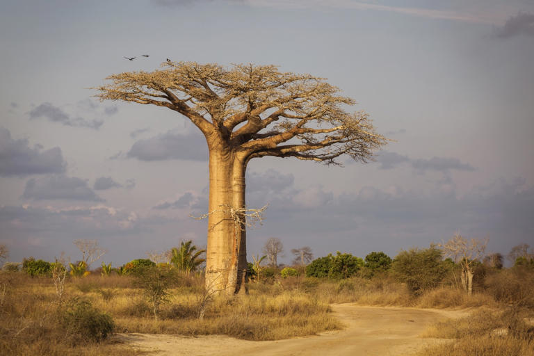 Meet the baobab, the prehistoric-looking tree whose largest living ...