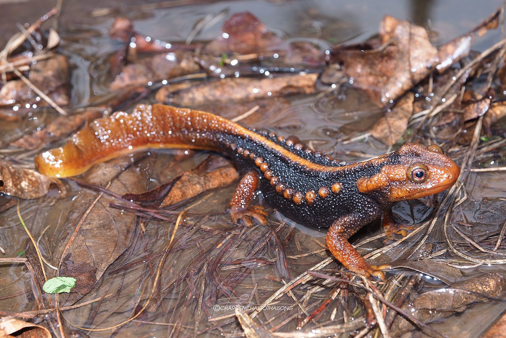 20 strange new species discovered by scientists over the last 20 years