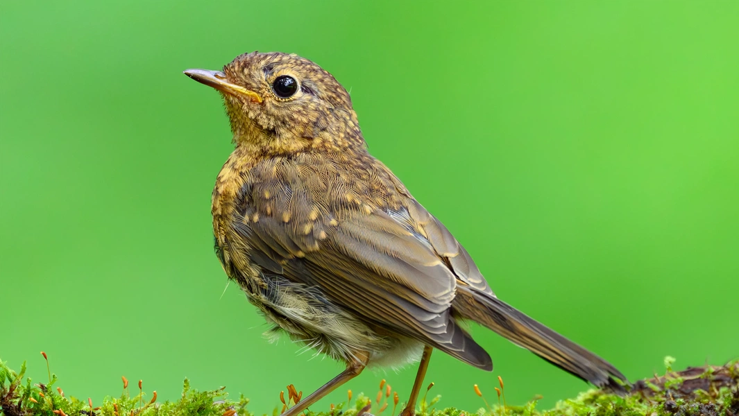 What to do if you find a baby bird