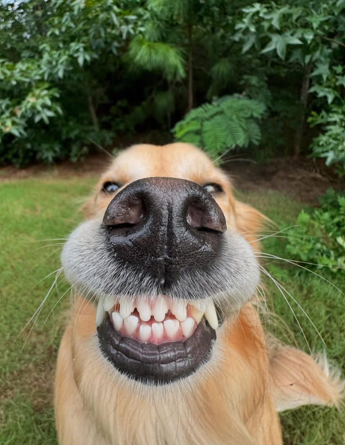 'To melt your heart away': 22 smiling doggos bringing enough joy to ...