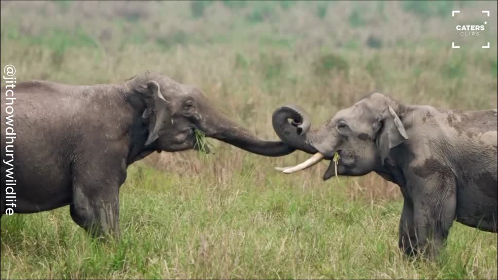 Elephant calves engage in test of strength