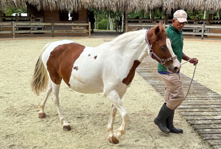 Which horses represent the spirit of Wyoming ranches?
