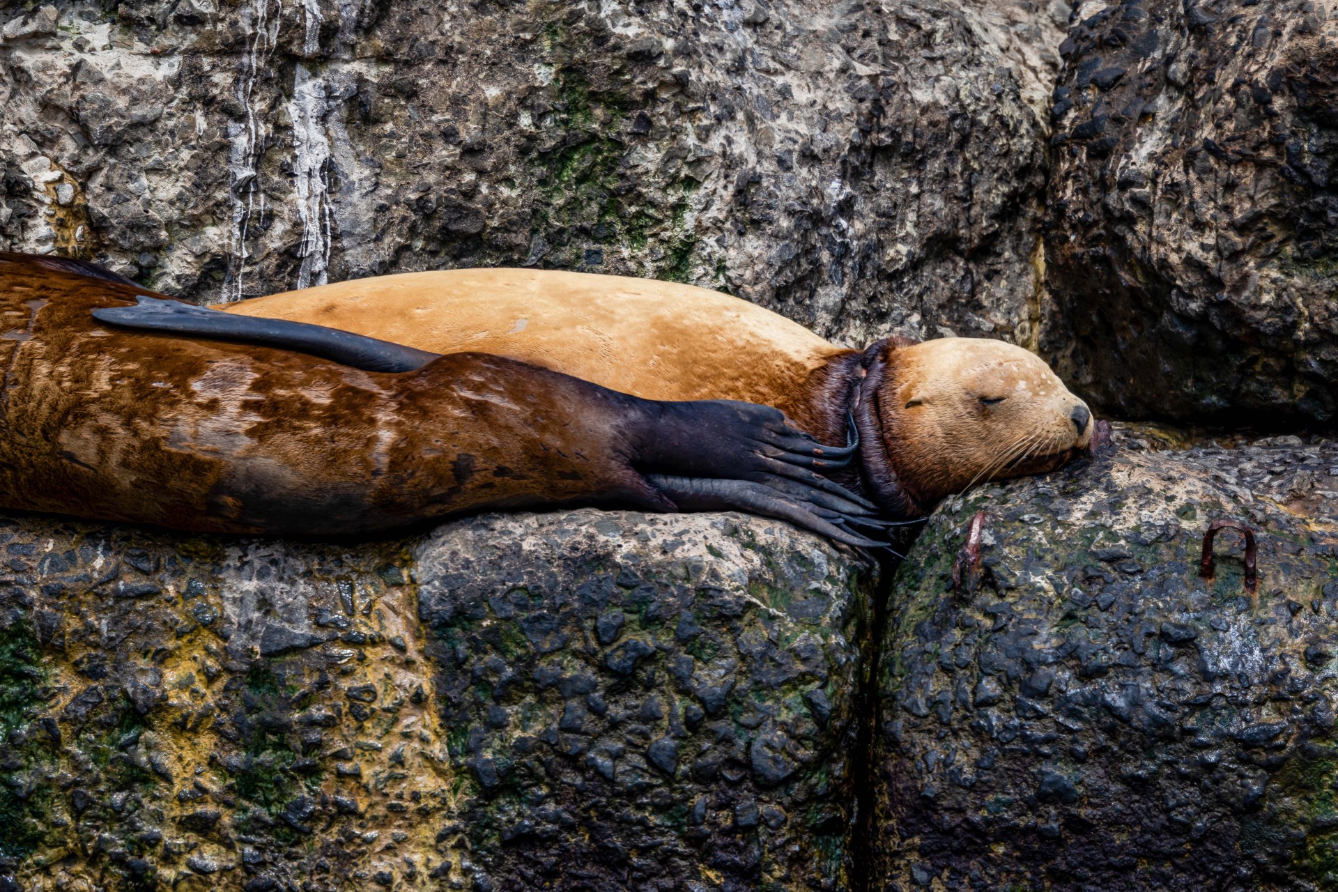 Sea lion found tangled up and trapped by plastic ring digging deep into ...