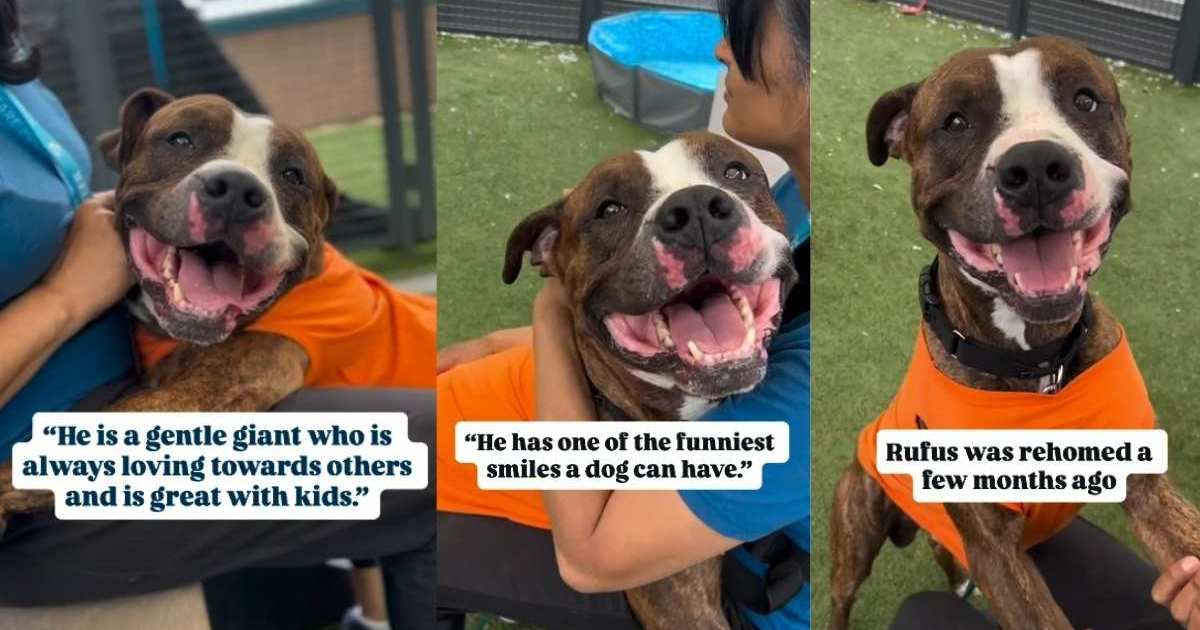 Shelter Dog Found as Stray Lost Only Home He Ever Knew but Is Ready for ...