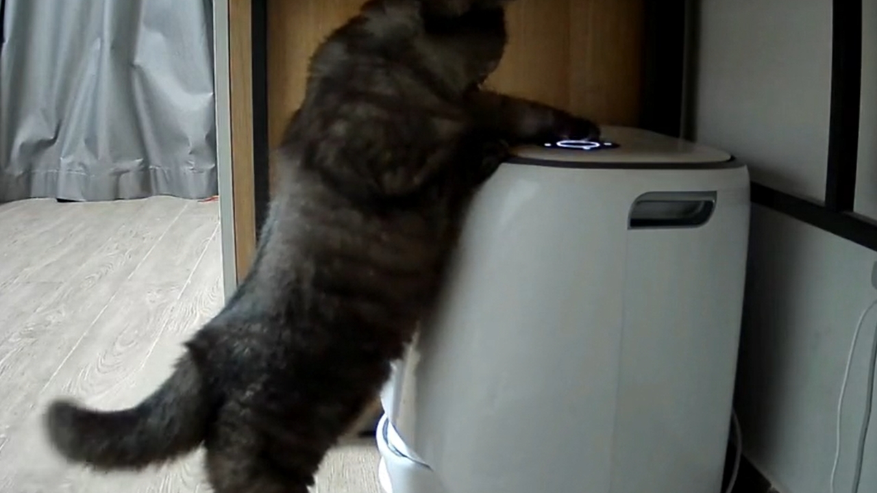 Cat turns on robot cleaner in Guangdong, China