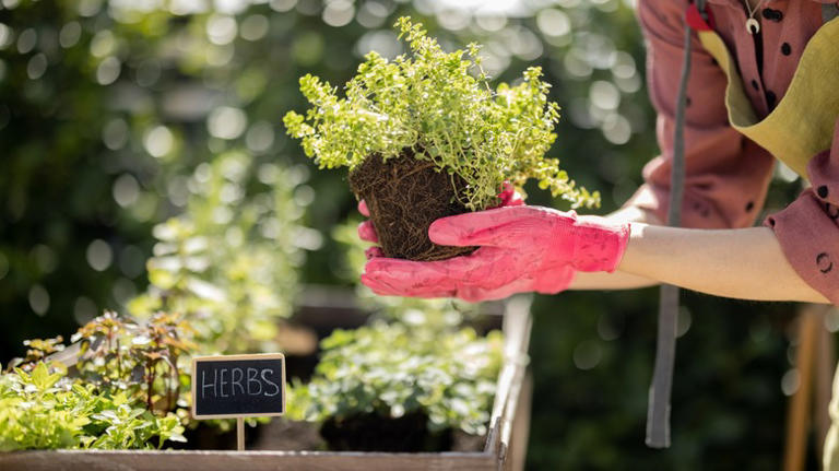 The best 5 areas in your yard to plant herbs