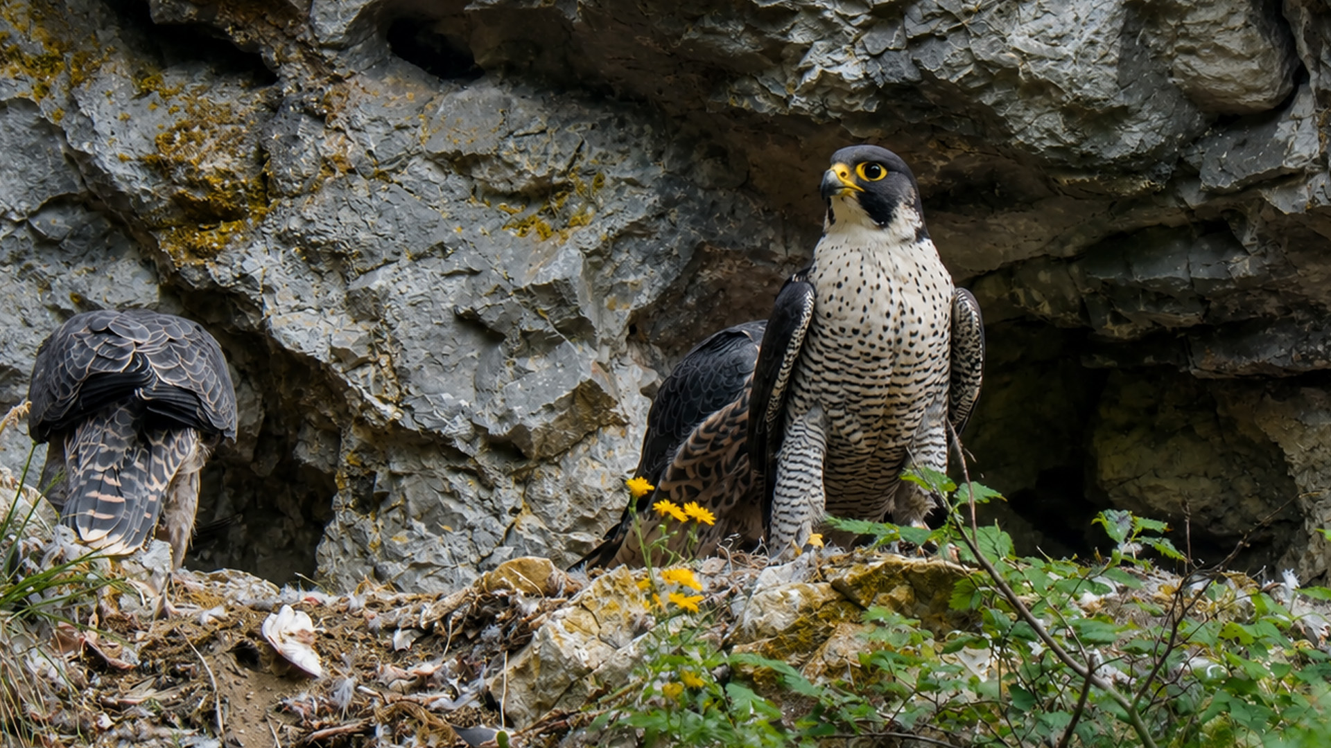 A remote camera watched this falcon nest - here’s what it saw