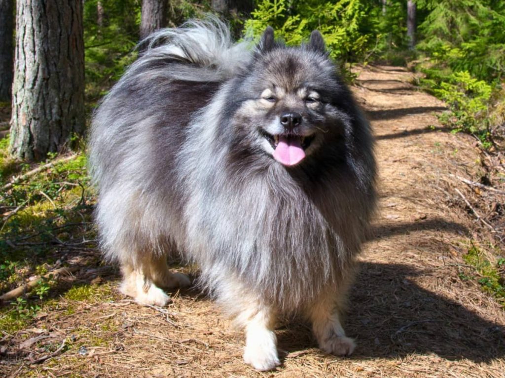 30 dog breeds that are cute but not very smart