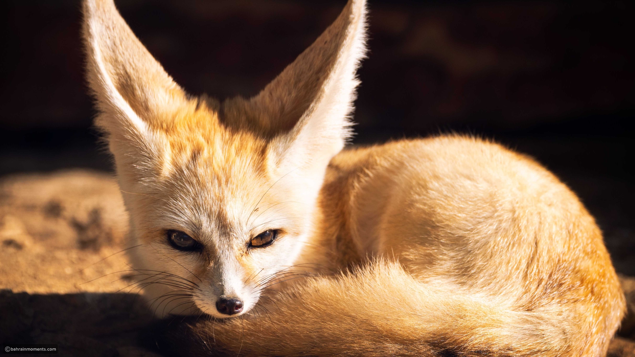 8 desert animals with incredible survival strategies