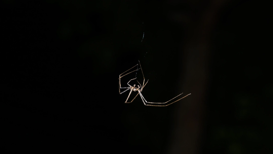 18 fascinating and unusual nocturnal animals