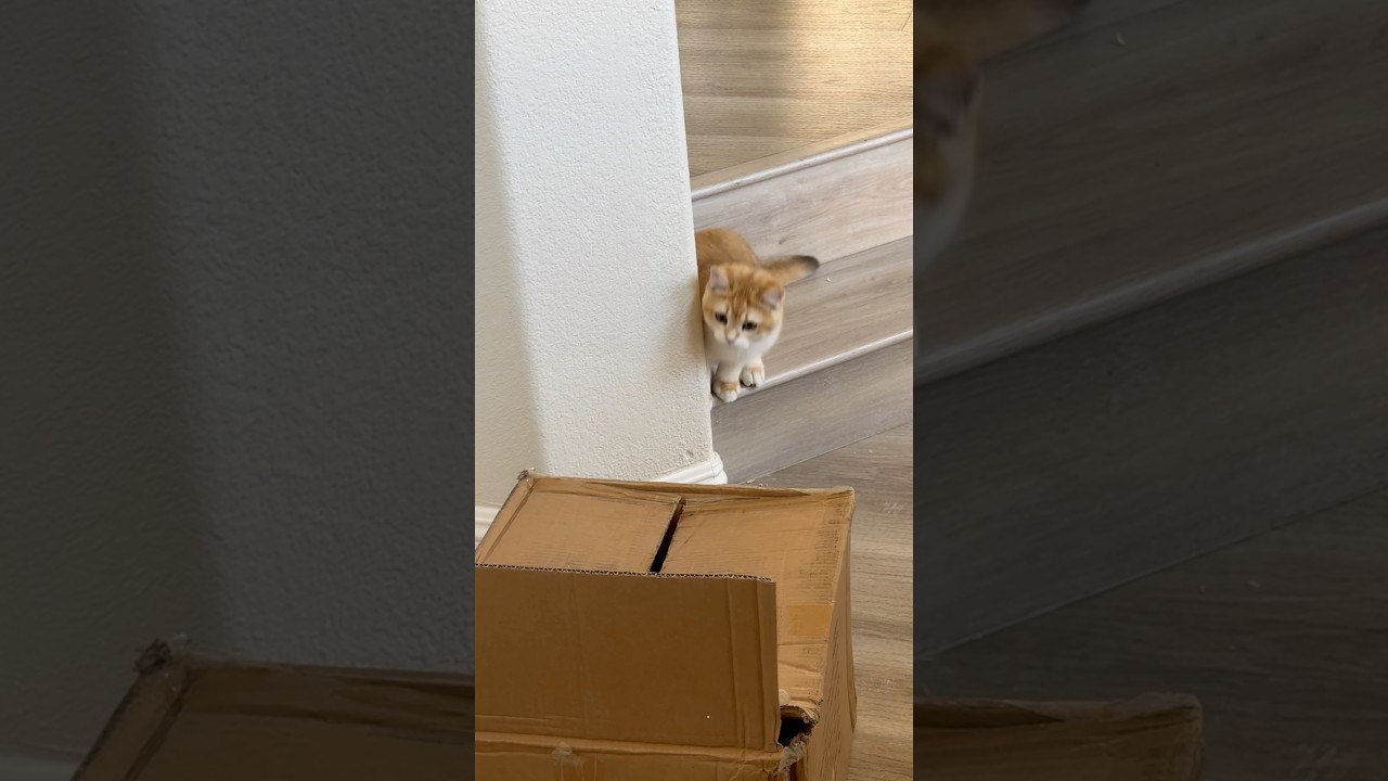 Our cats discovered cardboard boxes