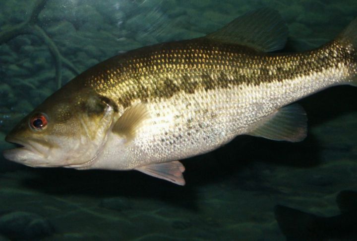 Official state fish of 30 American states
