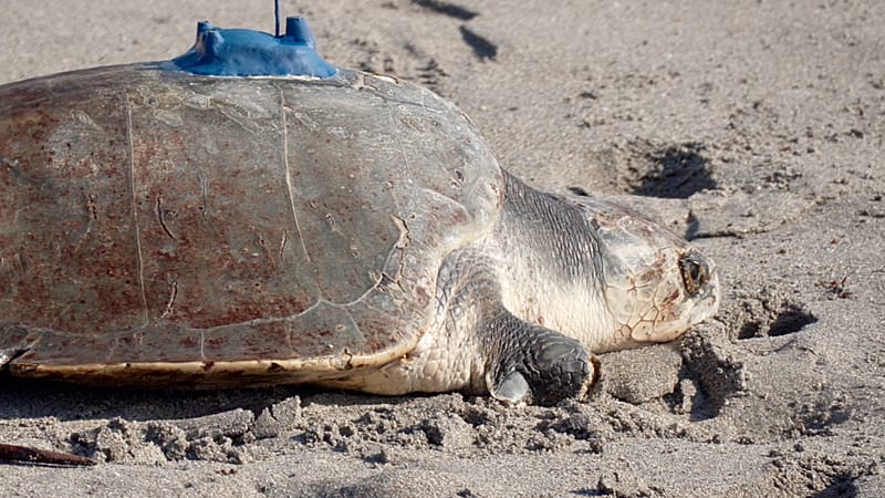 Tortugas espía y peces infiltrados: China alerta de una supuesta trama ...