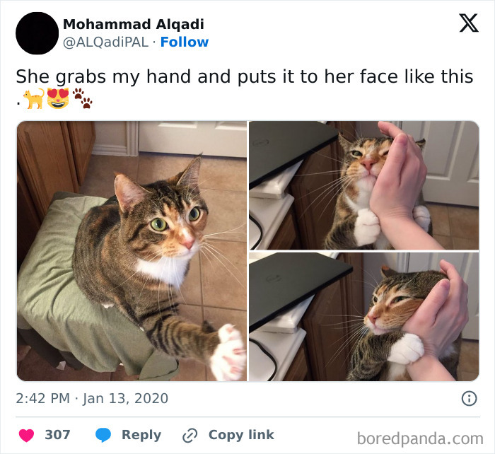 33 times animal pics were just perfect for memes