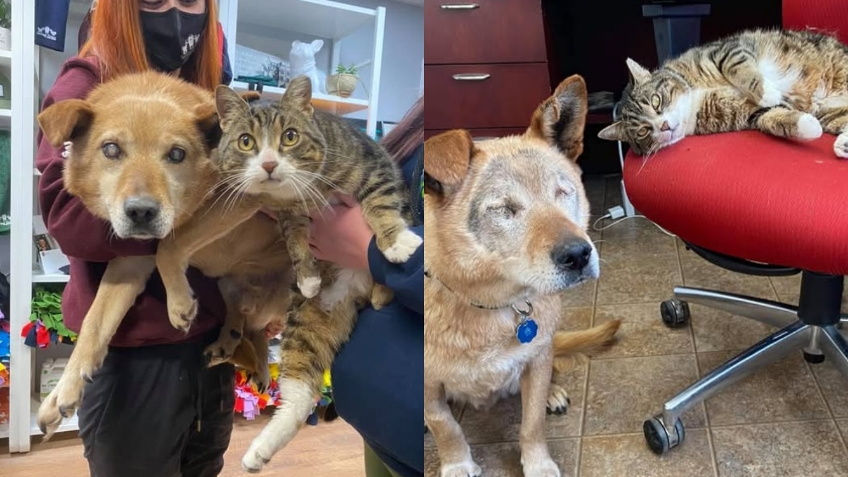 Blind dog stays with his cat brother at the shelter after being abandoned