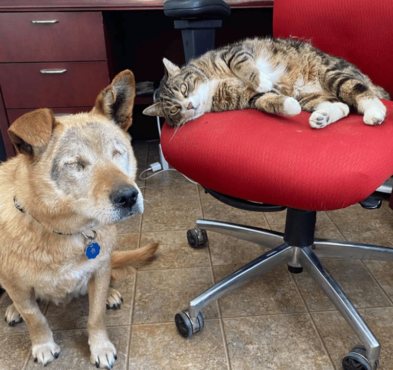 Blind dog stays with his cat brother at the shelter after being abandoned