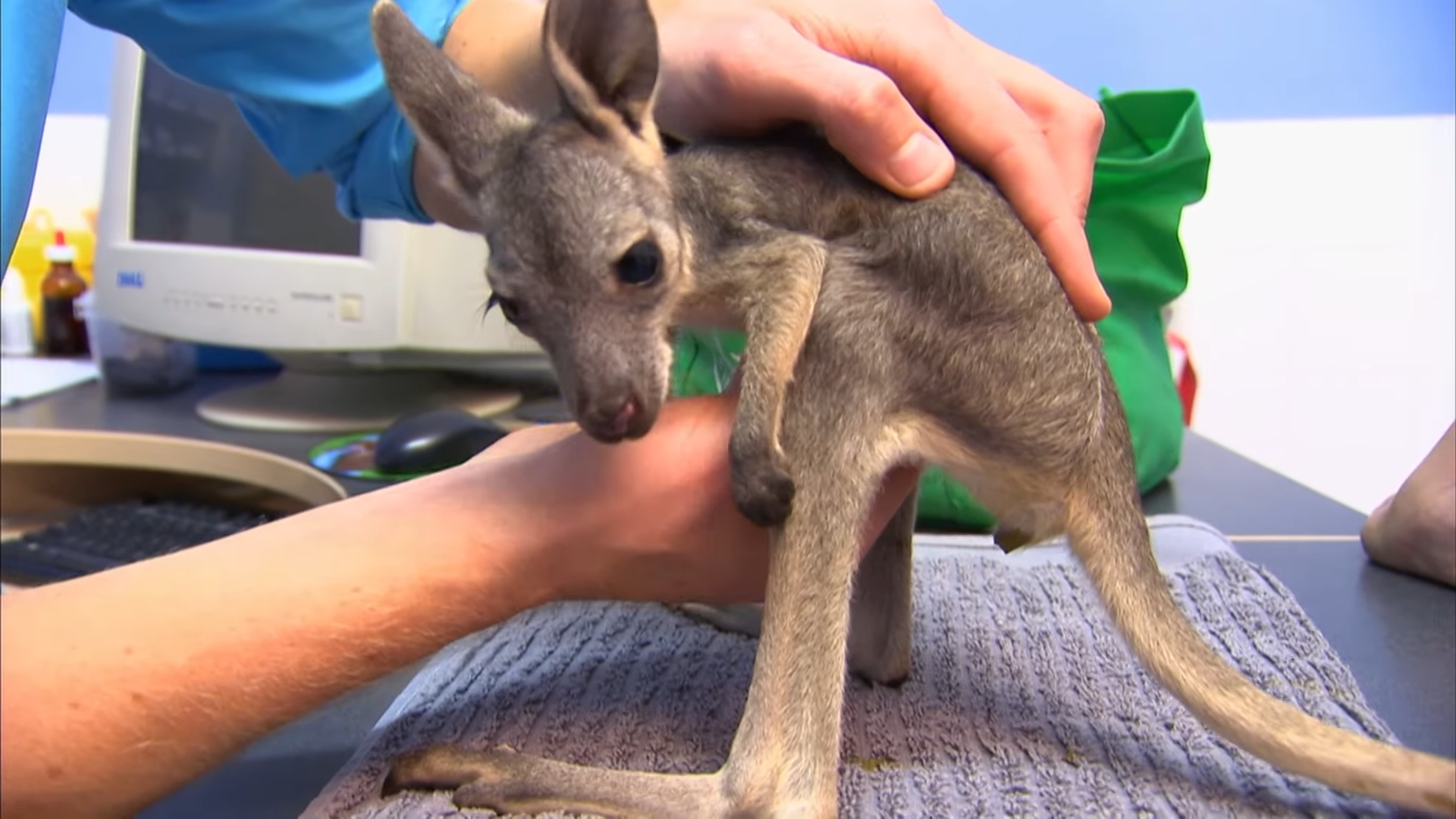 This video shows the moment baby kangaroos are brought in near death