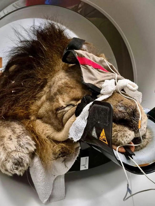 Video | King of the jungle goes for a CT scan